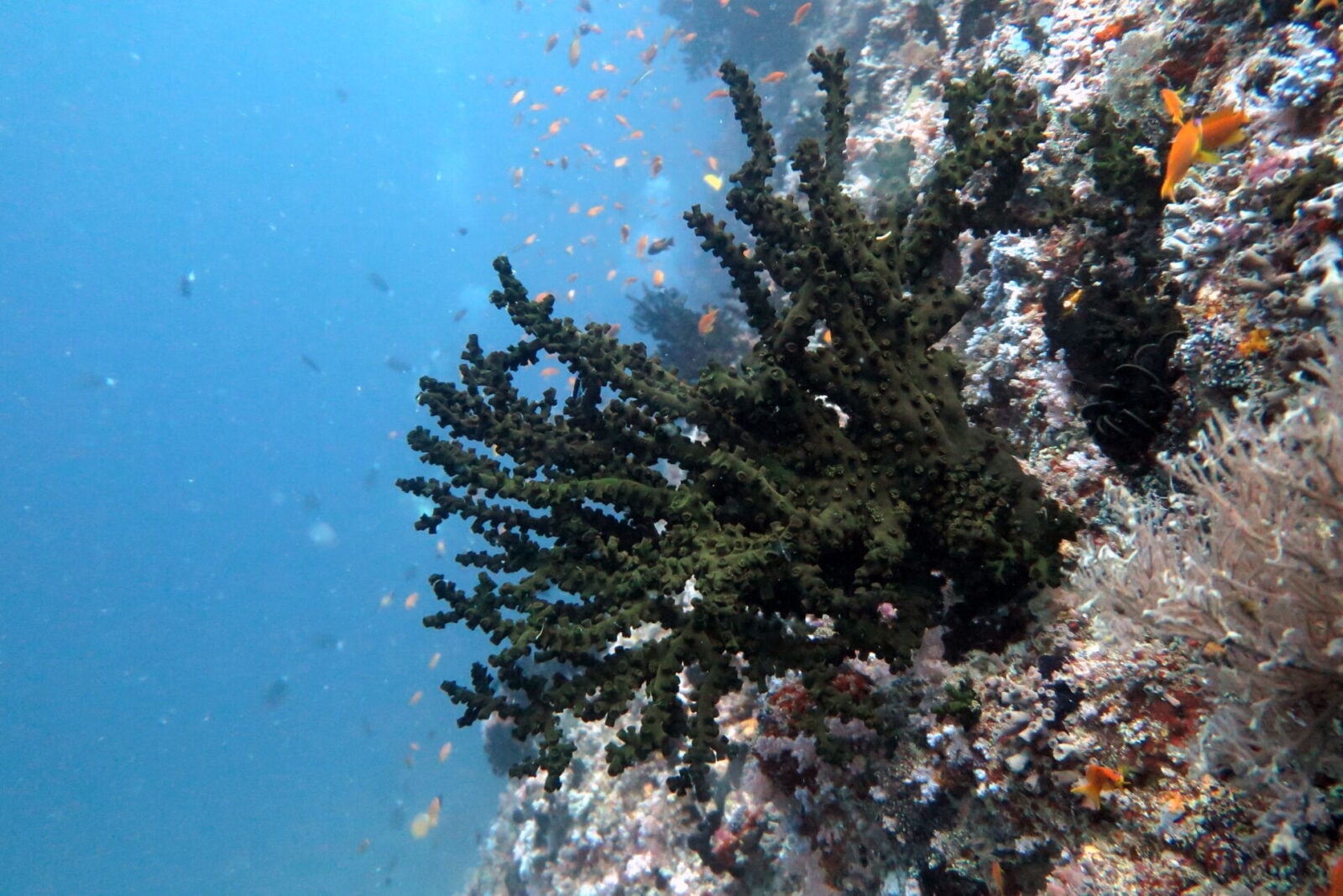 Black Sun Coral (Tubastrea micranthus): the future of coral reefs ...